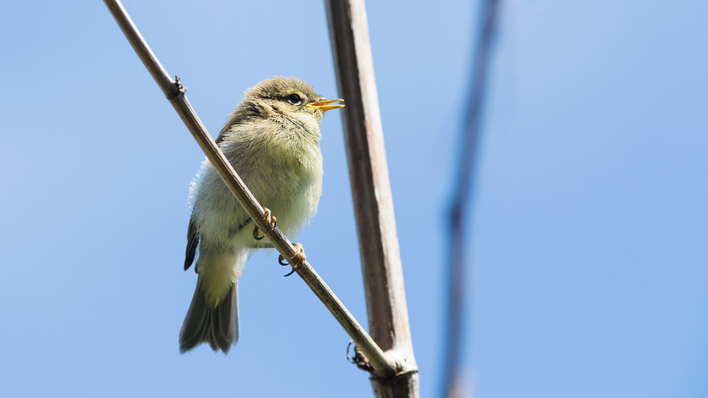 Chiffchaff (Phylloscopus collybita) - Woodland Trust
