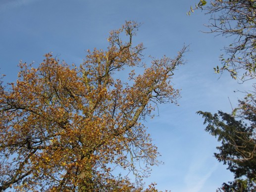 Montrose Walk - Woodland Trust