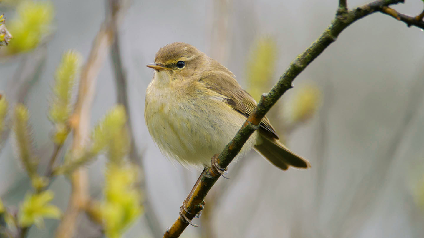 Chiffchaff (Phylloscopus collybita) - Woodland Trust