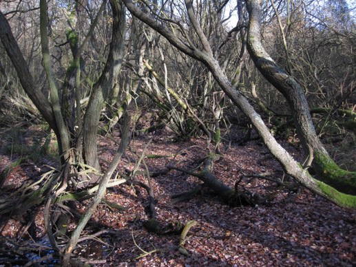 Stanmore Common - Woodland Trust