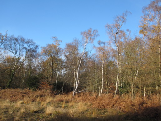 Stanmore Common - Woodland Trust