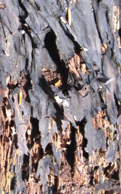 Harrow Weald Common and Weald Wood - Woodland Trust