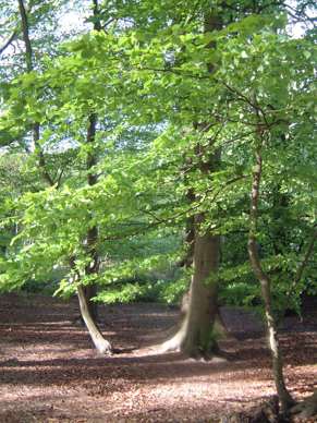 Harrow Weald Common and Weald Wood - Woodland Trust