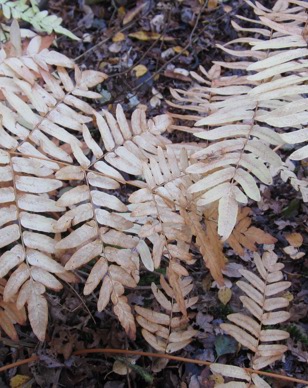 Harrow Weald Common and Weald Wood - Woodland Trust