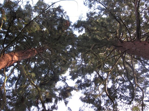 Harrow Weald Common and Weald Wood - Woodland Trust