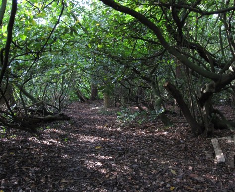 Harrow Weald Common and Weald Wood - Woodland Trust