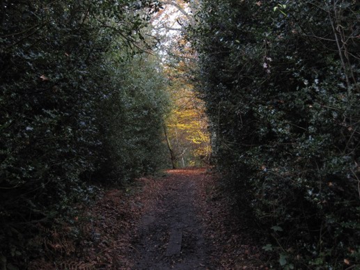 Harrow Weald Common and Weald Wood - Woodland Trust