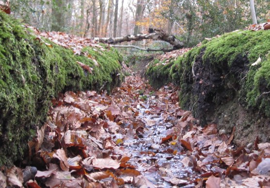 Harrow Weald Common and Weald Wood - Woodland Trust