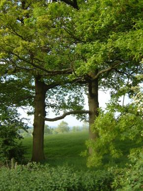 Harrow Weald Common and Weald Wood - Woodland Trust
