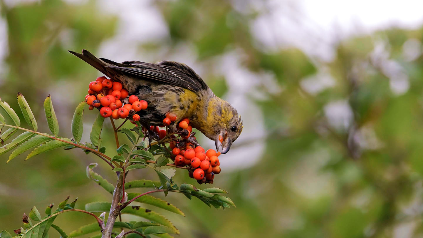 Common Crossbill (Loxia curvirostra) - Woodland Trust