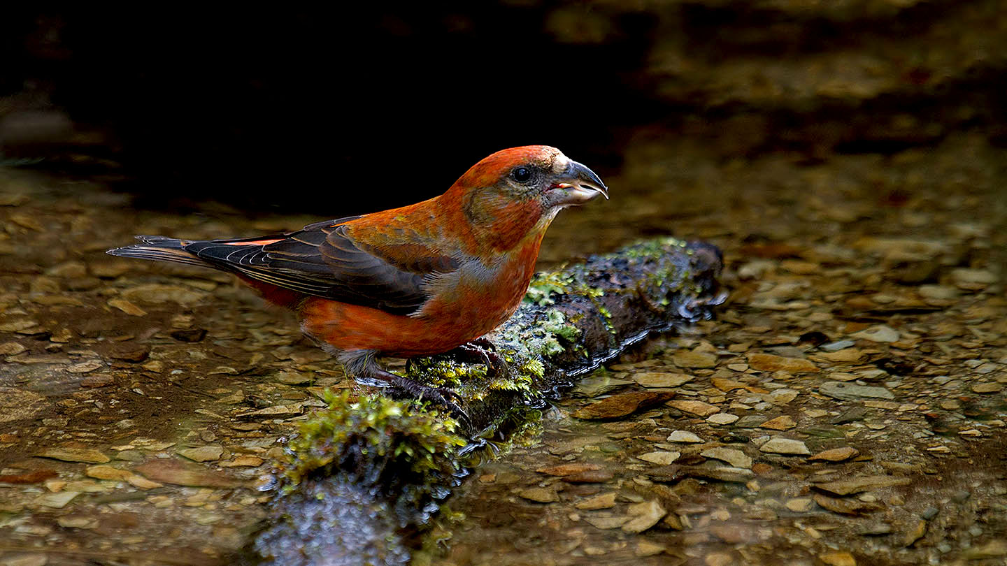 Common Crossbill (Loxia curvirostra) - Woodland Trust