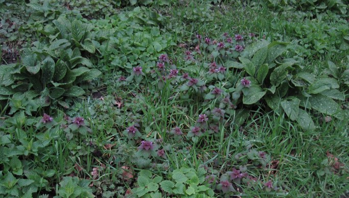 Petersham Common - Woodland Trust
