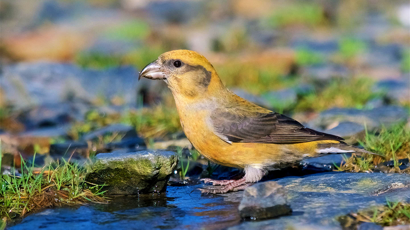 Common Crossbill (Loxia curvirostra) - Woodland Trust