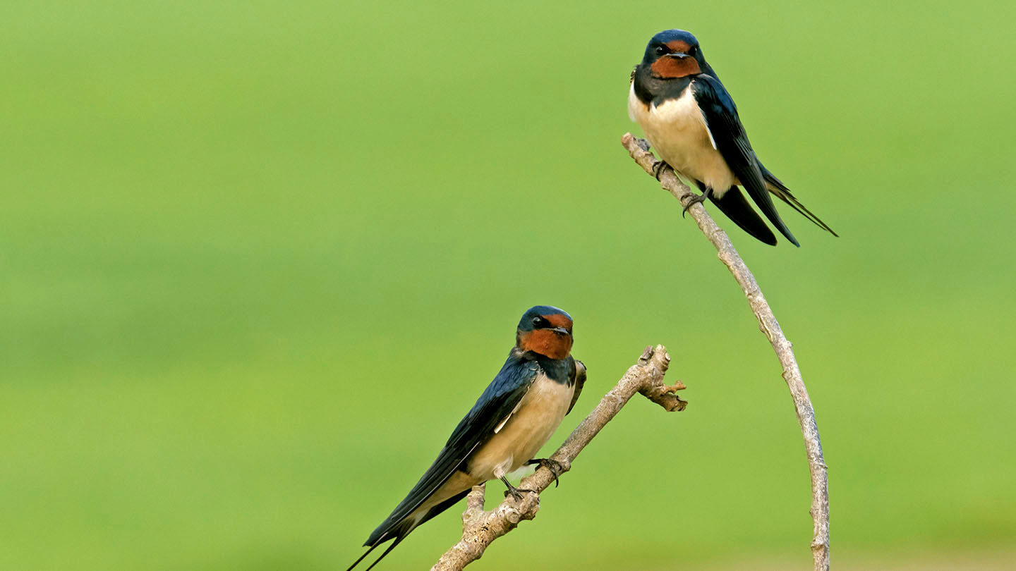 Swallow (Hirundo rustica) - British Birds - Woodland Trust