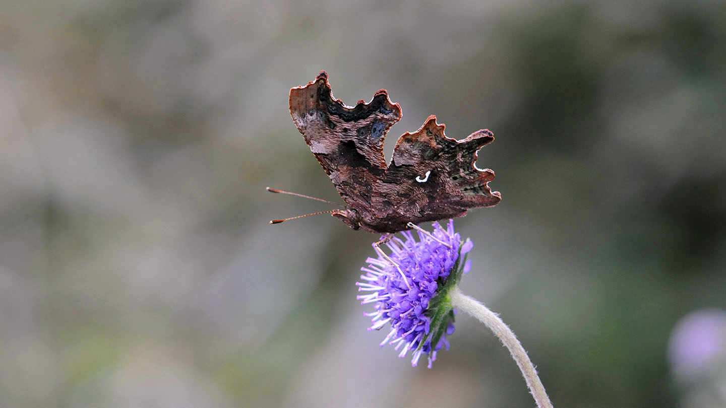 Comma (Polygonia c-album) - Butterflies - Woodland Trust