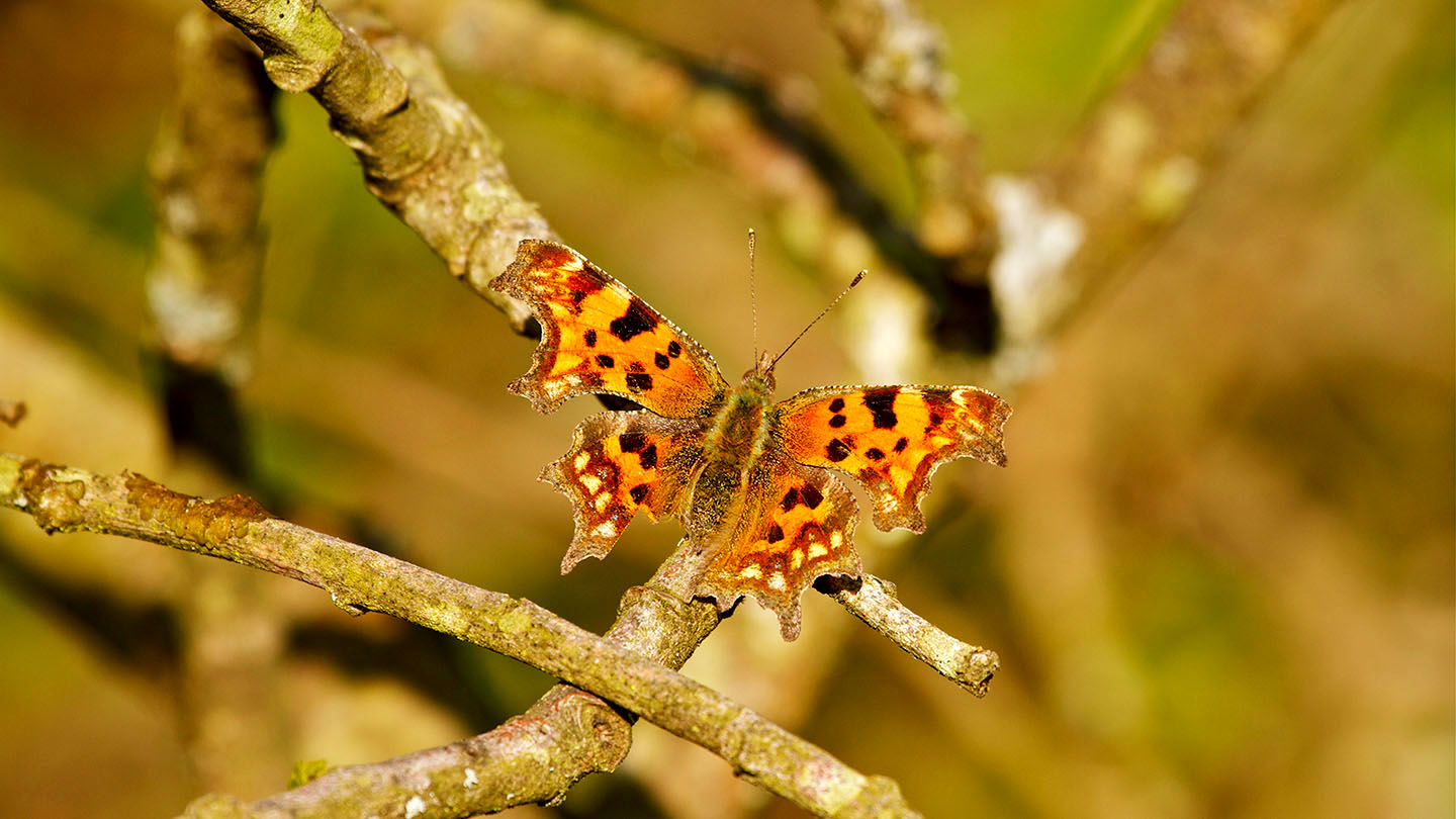Comma (Polygonia c-album) - Butterflies - Woodland Trust