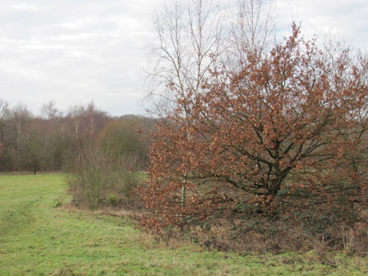 Warley Country Park - Woodland Trust