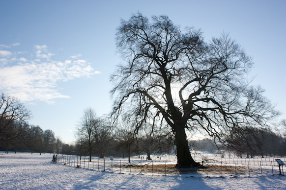 Bramcote Hills Park Woodland - Woodland Trust