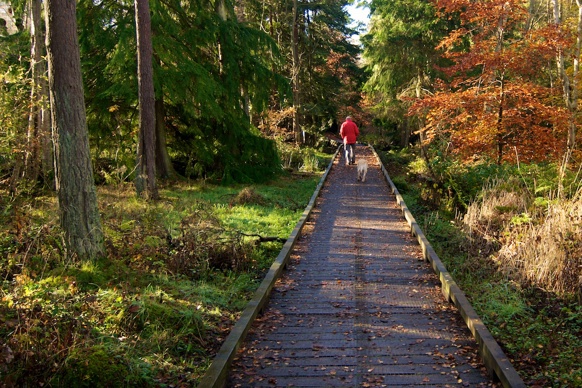 Bolam Lake Country Park - Woodland Trust