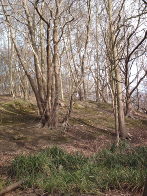 Thundersley Glen - Woodland Trust