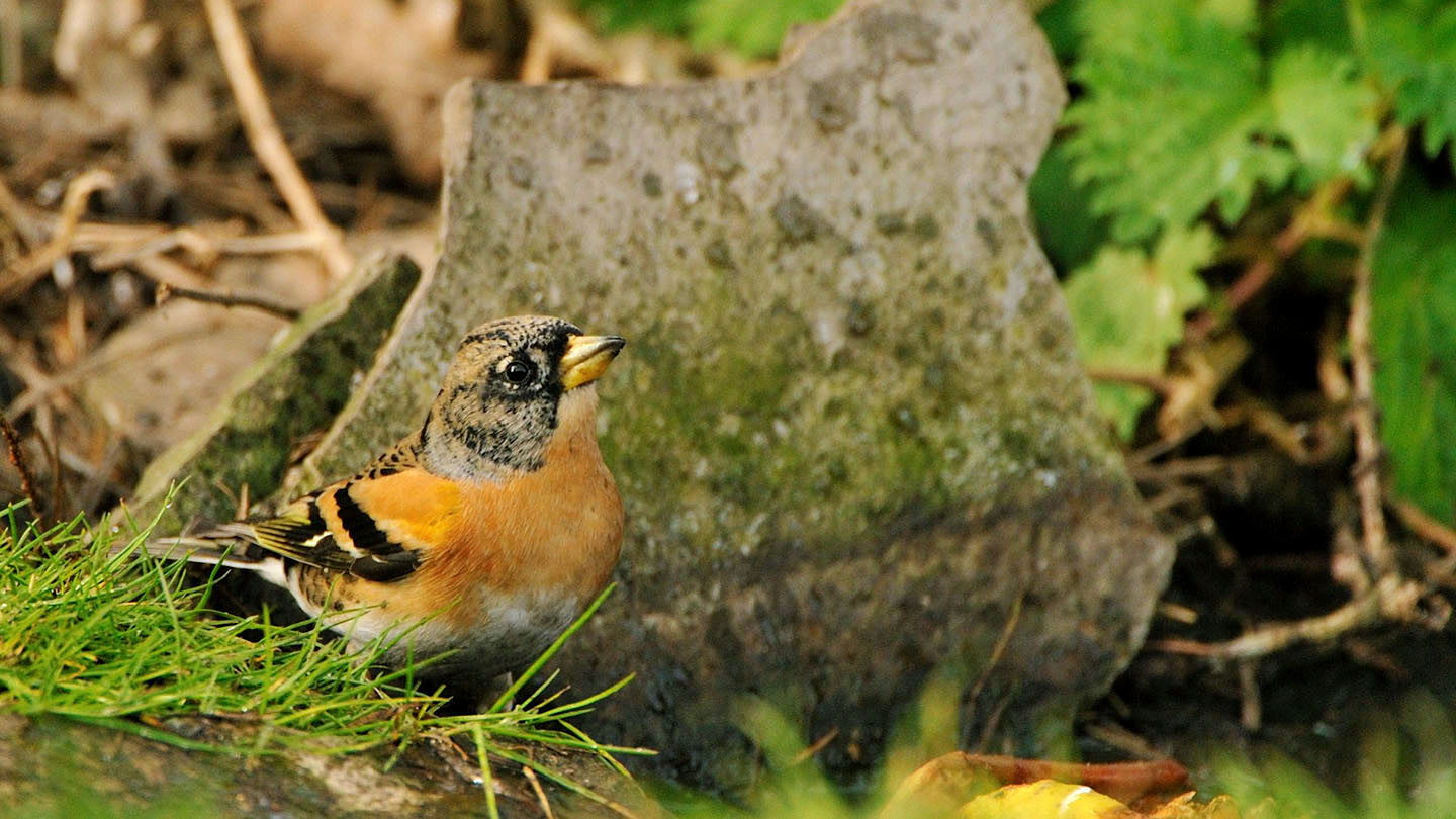 Brambling (Fringilla montifringilla) - Woodland Trust