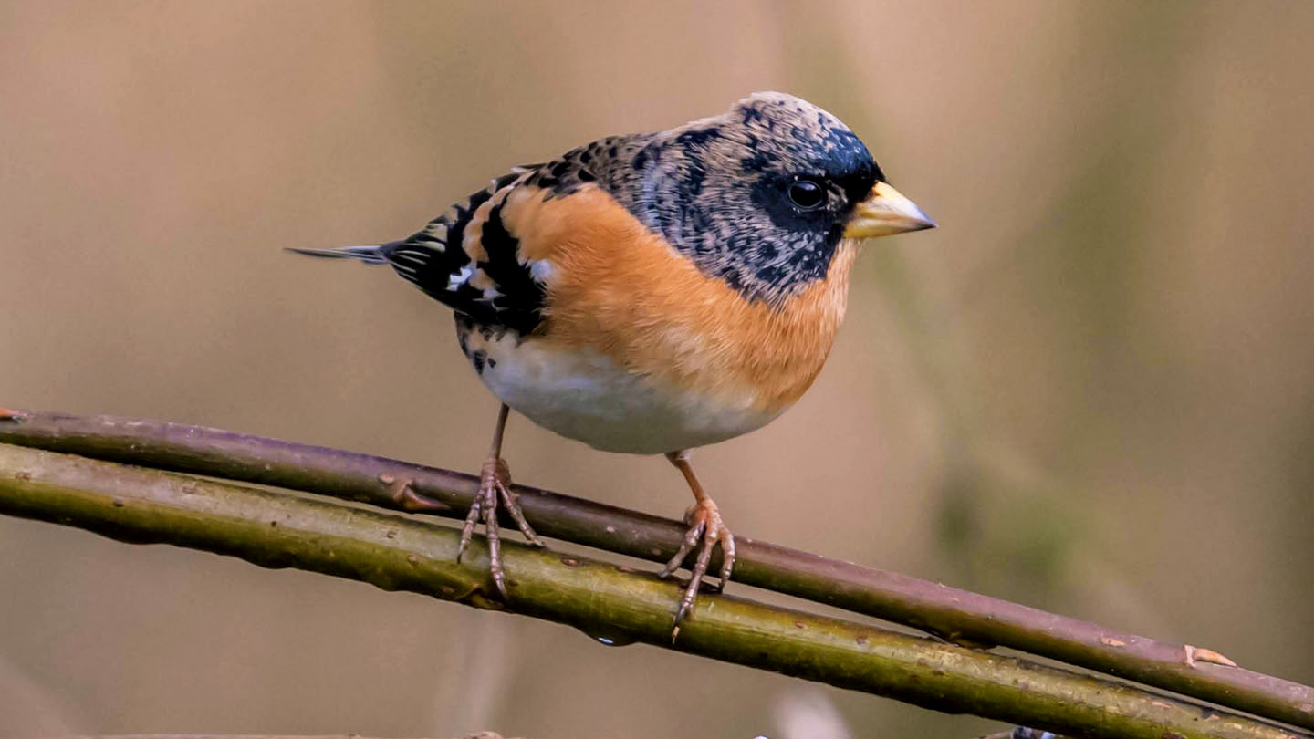 Brambling (Fringilla montifringilla) - Woodland Trust