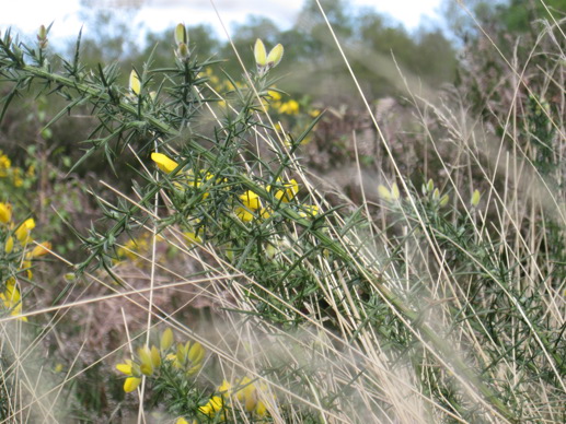 Galleywood Common Woodland - Woodland Trust