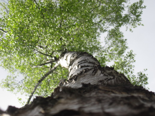 Galleywood Common Woodland - Woodland Trust