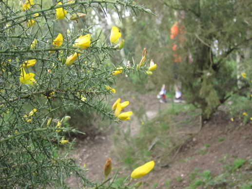 Galleywood Common Woodland - Woodland Trust