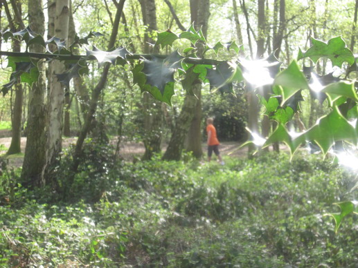 Galleywood Common Woodland - Woodland Trust