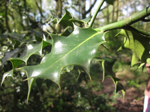 Galleywood Common Woodland - Woodland Trust