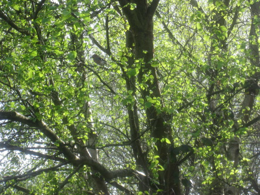 Galleywood Common Woodland - Woodland Trust