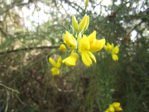 Galleywood Common Woodland - Woodland Trust