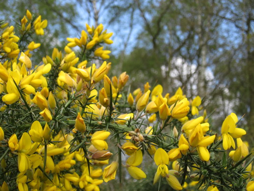Galleywood Common Woodland - Woodland Trust
