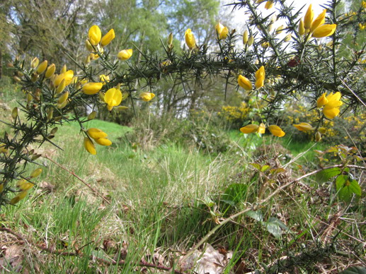 Galleywood Common Woodland - Woodland Trust