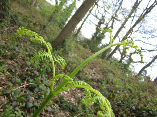 Galleywood Common Woodland - Woodland Trust