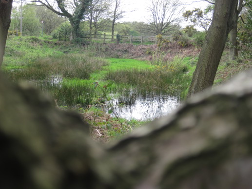 Galleywood Common Woodland - Woodland Trust