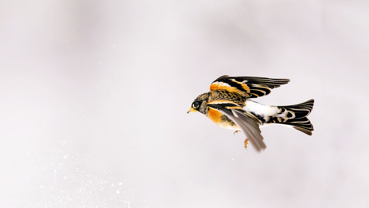 Brambling (Fringilla montifringilla) - Woodland Trust
