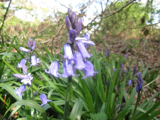 Galleywood Common Woodland - Woodland Trust