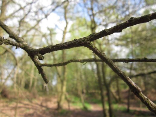 Galleywood Common Woodland - Woodland Trust