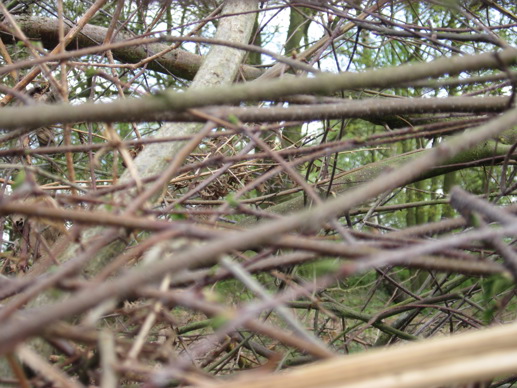Galleywood Common Woodland - Woodland Trust