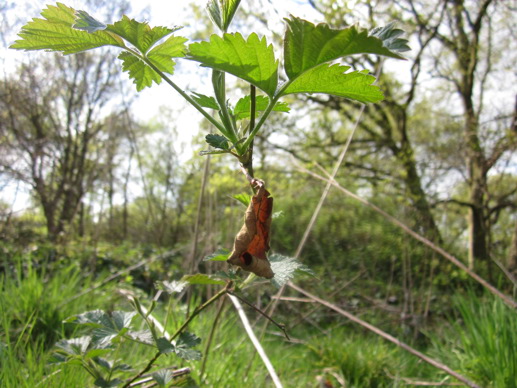 Galleywood Common Woodland - Woodland Trust
