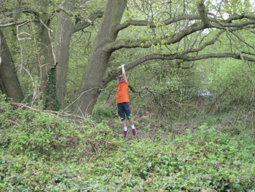 Galleywood Common Woodland - Woodland Trust