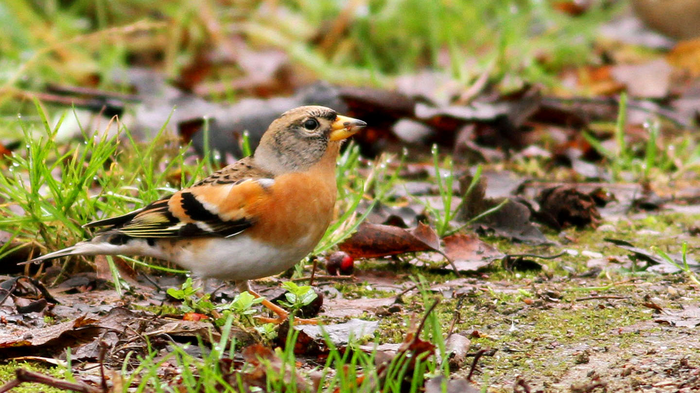 Brambling (Fringilla montifringilla) - Woodland Trust