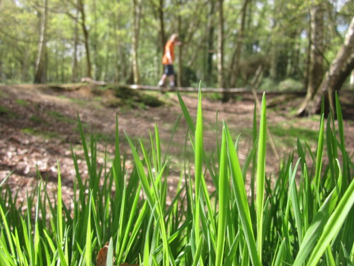 Galleywood Common Woodland - Woodland Trust