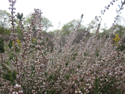 Galleywood Common Woodland - Woodland Trust