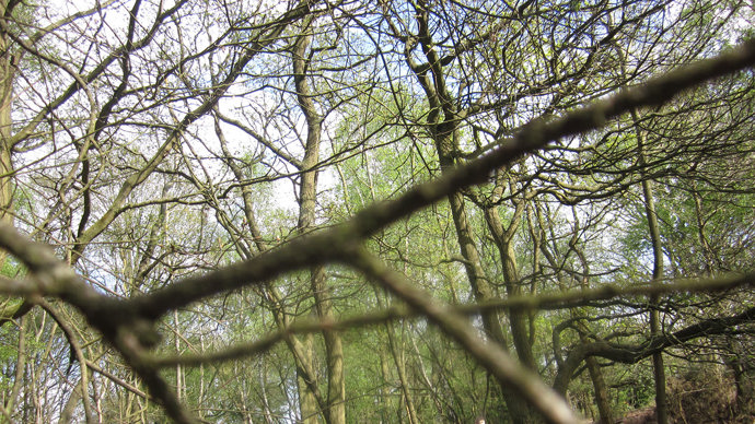 Galleywood Common Woodland - Woodland Trust