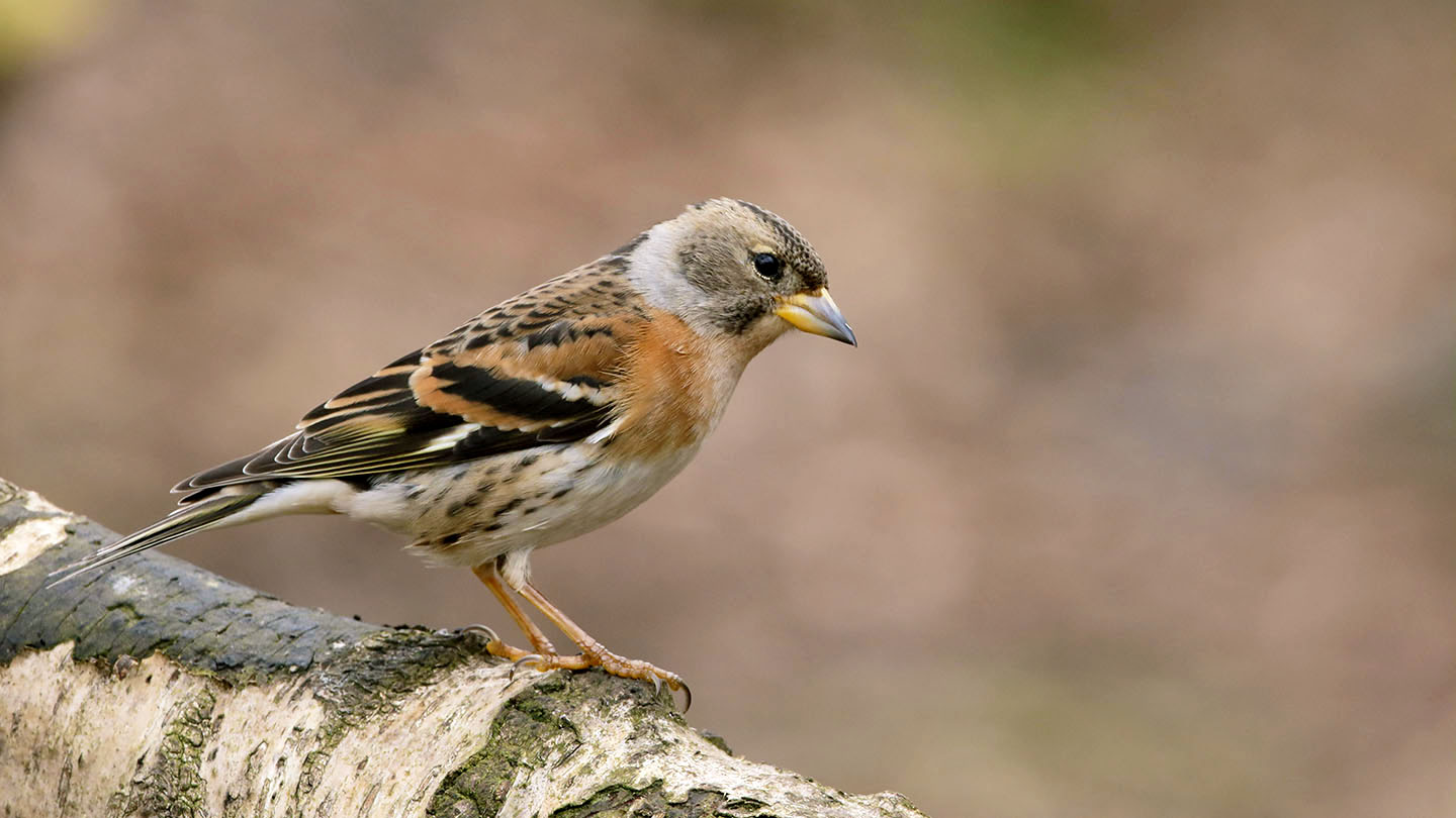 Brambling (Fringilla montifringilla) - Woodland Trust