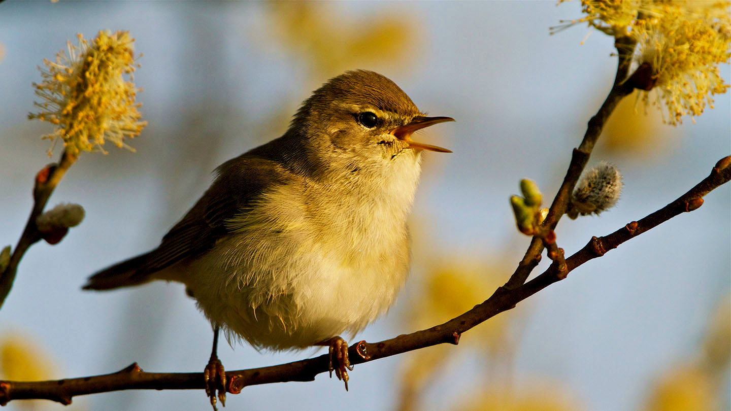 Willow Warbler (Phylloscopus trochilus) - Woodland Trust
