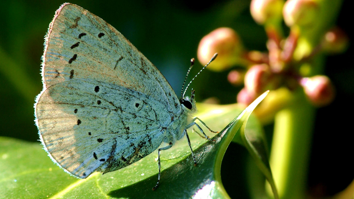 Holly blue (Celastrina argiolus) - Butterflies - Woodland Trust